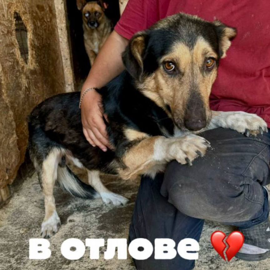 Взрослый пёс в добрые руки