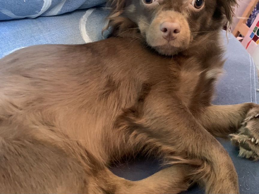 Собака в добрые руки