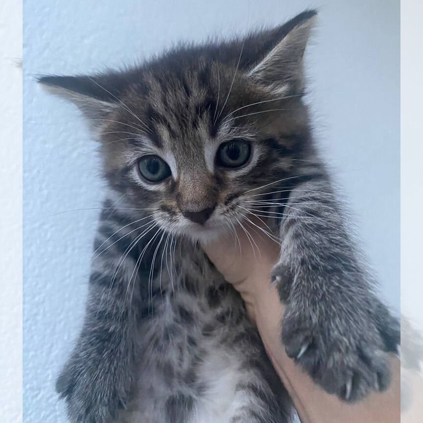 Котёнок в добрые руки
