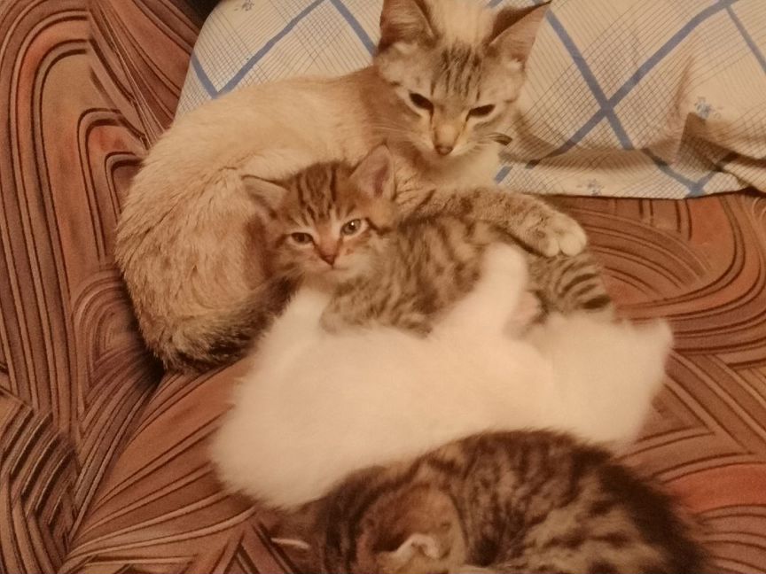 Котята в добрые руки