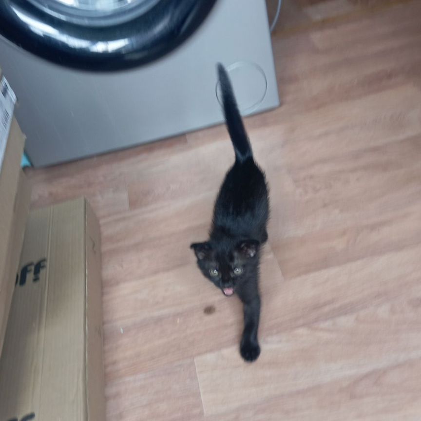 Котёнок в добрые руки