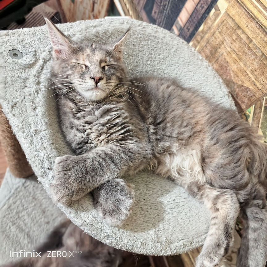 Котята мейнкуна