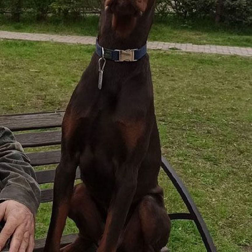 Доберман в поисках нового дома