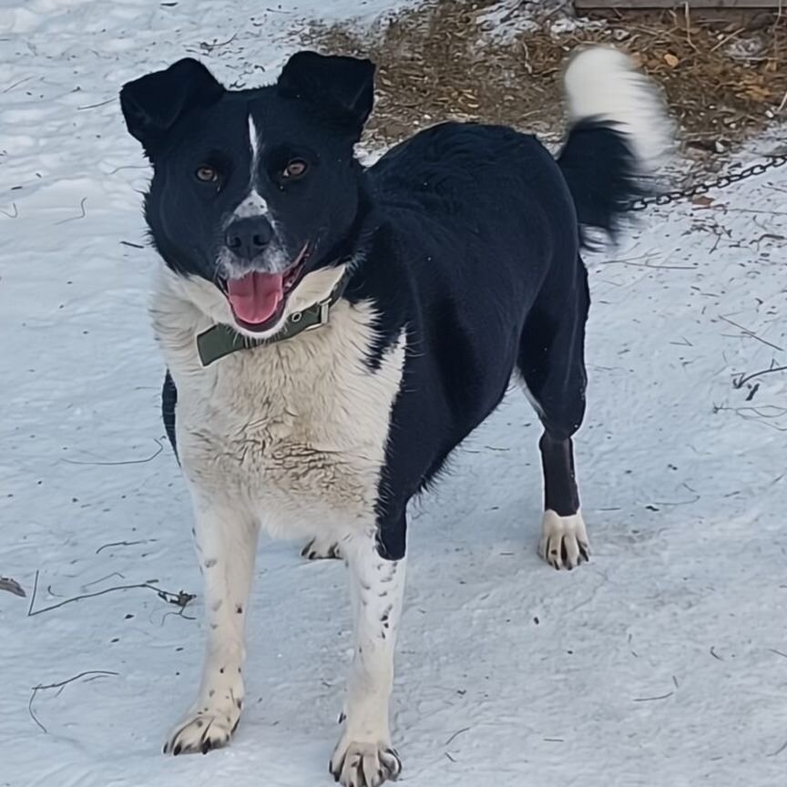 Взрослая собака в добрые руки
