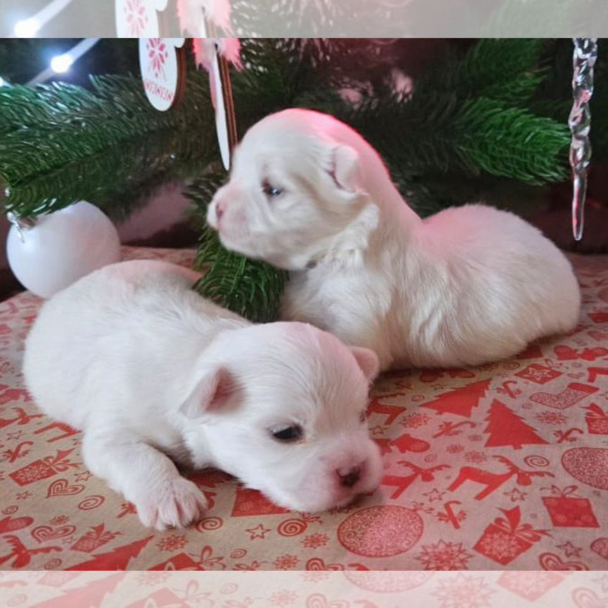 Мальтийская болонка, щенок