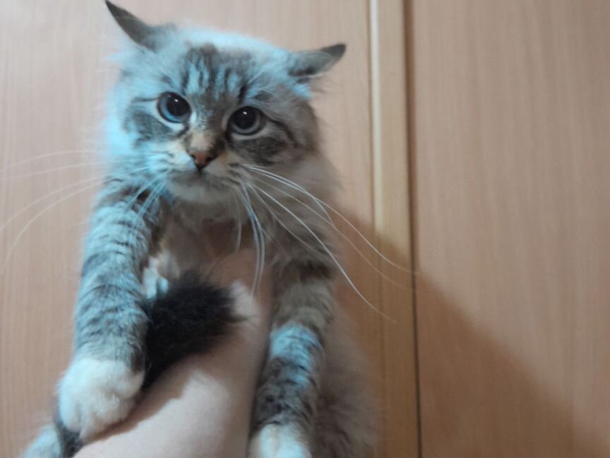 Невская маскарадная кошка