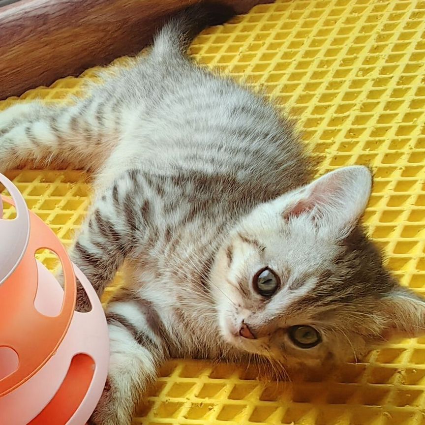 Шотландский прямоухий короткошёрстный котёнок