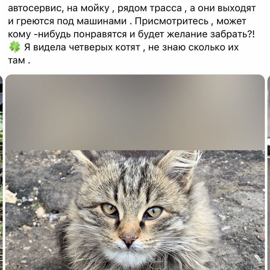 Котята с деревенской автомойки