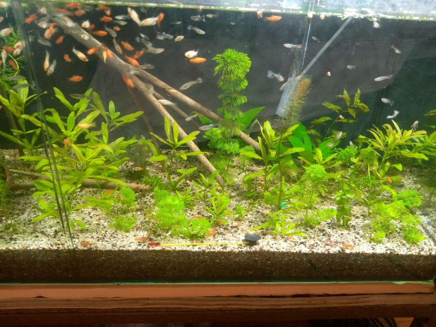 Аквариумные рыбки, растения и живые корма