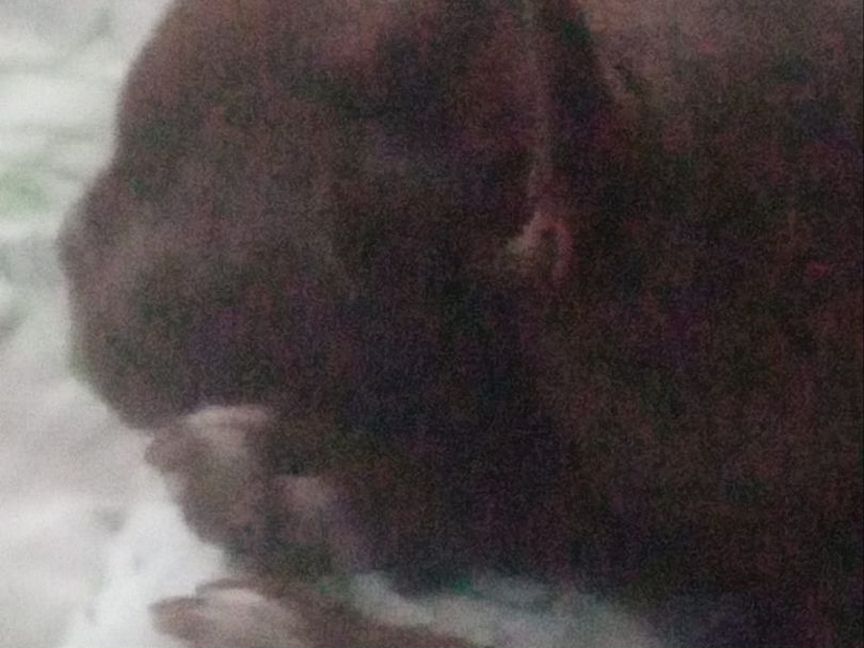 Чихуахуа ищет жениха