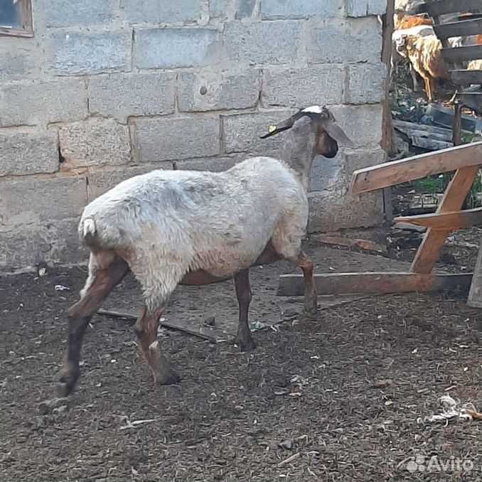 Матки и ягнята живой вес