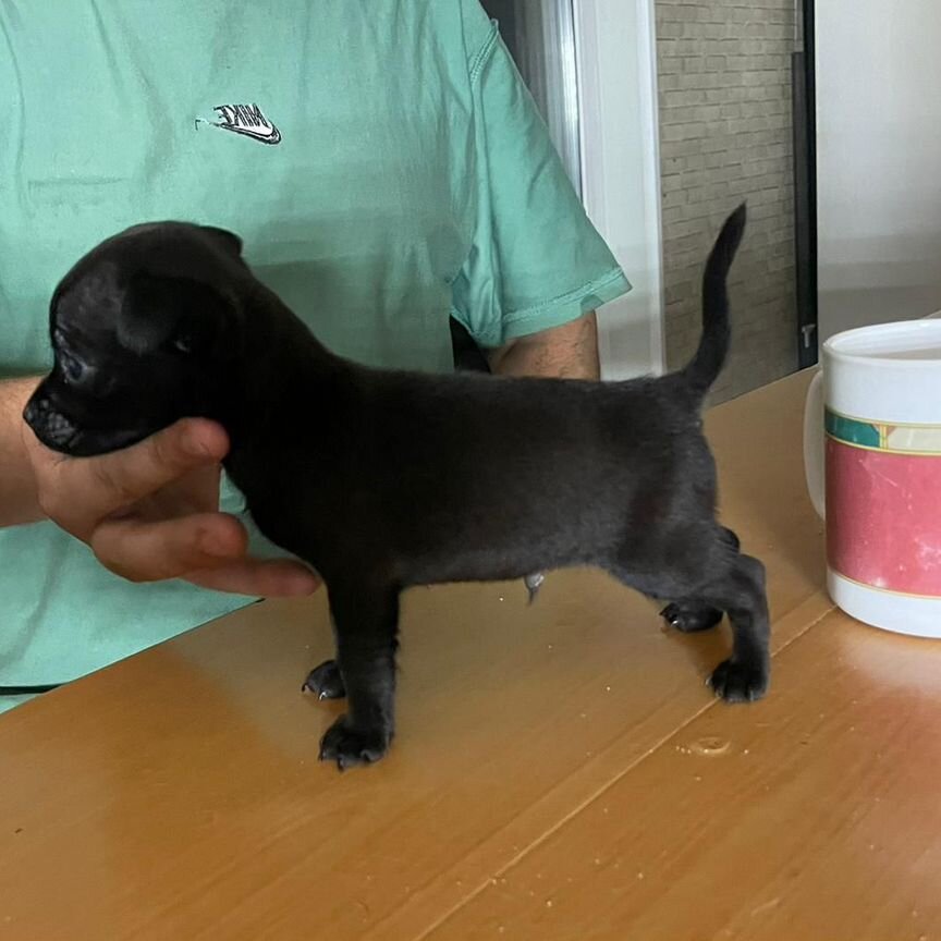 Щенки чихуахуа