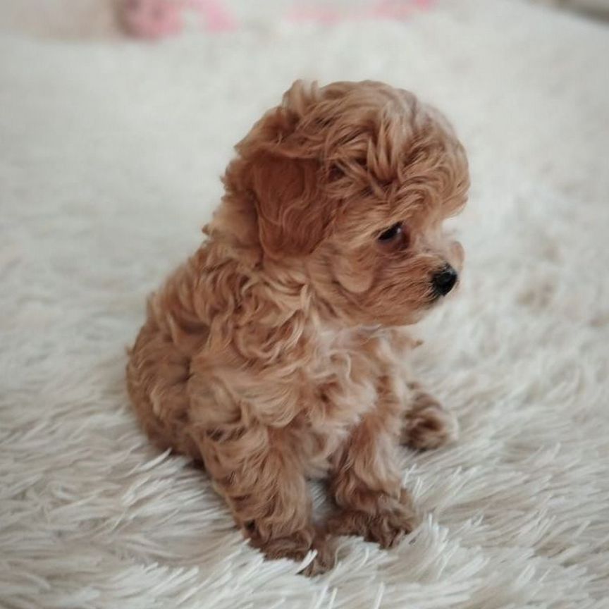 Купить мальтипу