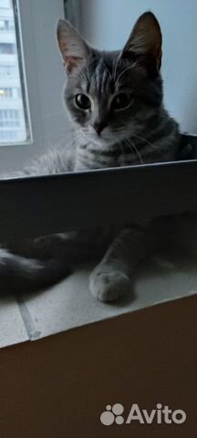 Кот кошка в Добрые руки