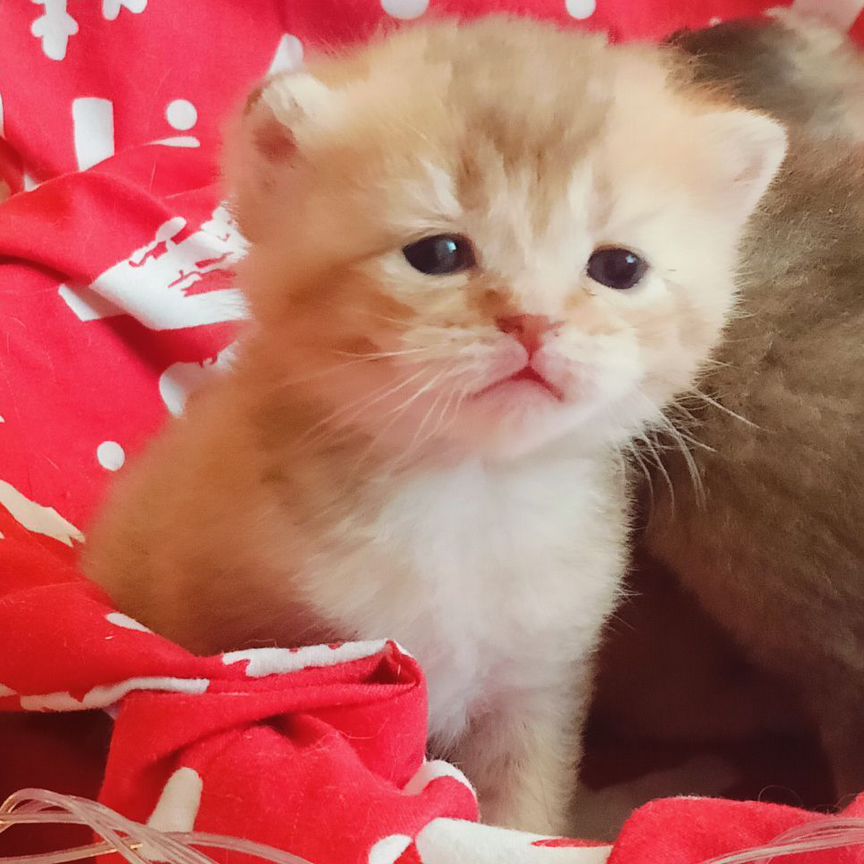Шотландские котята