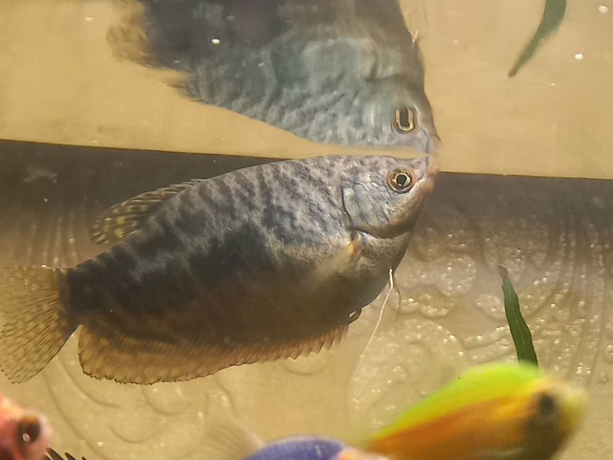 Продаю рыбки гурами