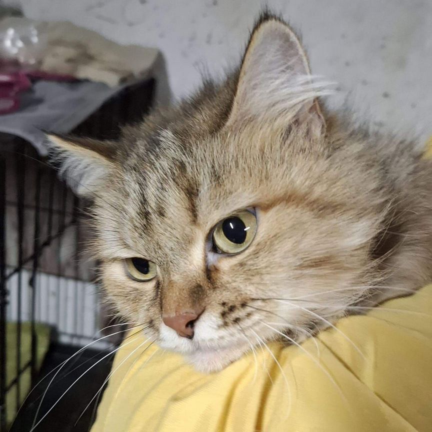 Алиса ищет дом