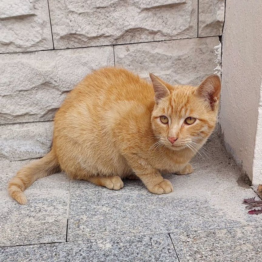 Кот в добрые руки