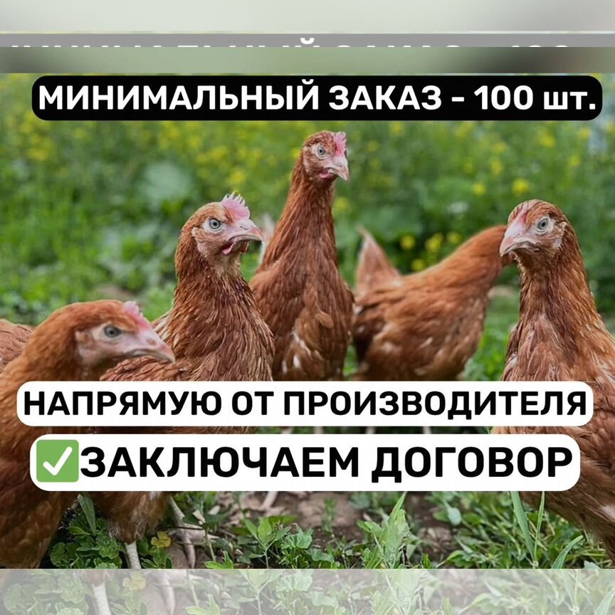 Куры несушки различных пород от производителя