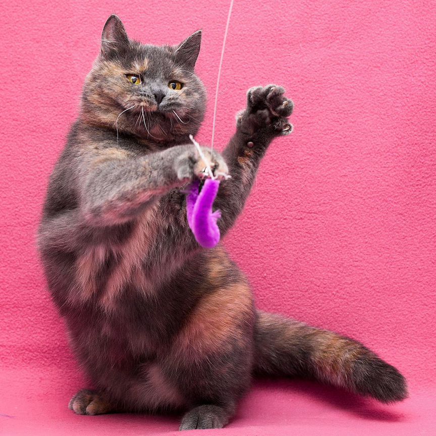 Плюшевая британистая кошечка в добрые руки