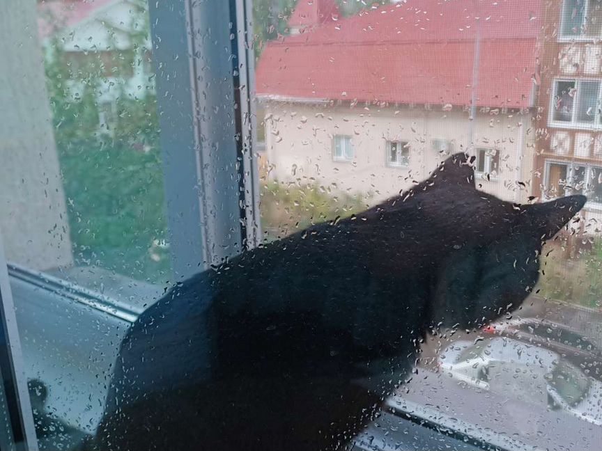 Кот-красавчик, бойцовской породы