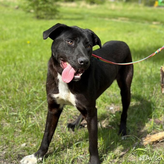 Забавный молоденький пёсик из приюта