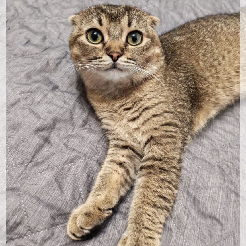 Шотландский вислоухий короткошёрстный, взрослый кот