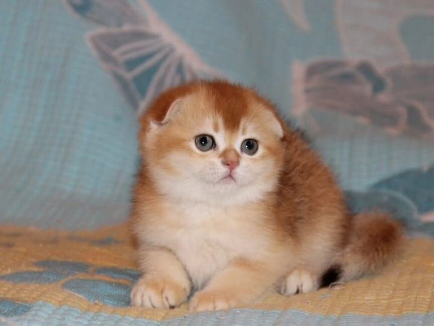 Шотландские котята