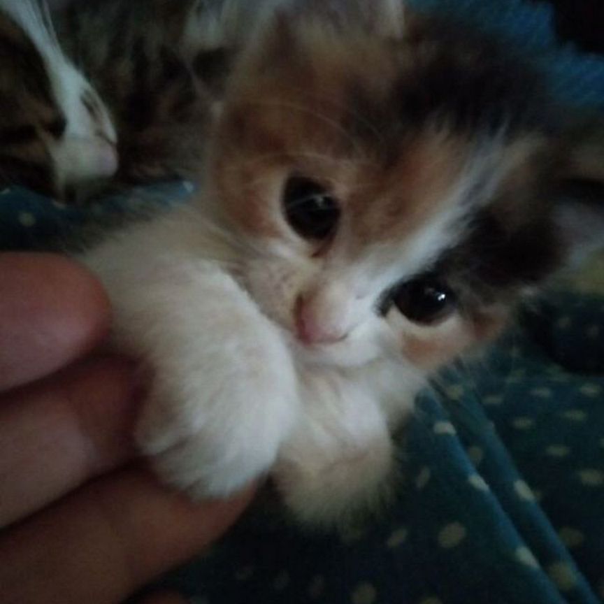 Отдам котенка в добрые руки