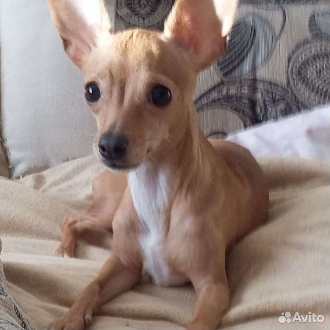 Той-терьер Потерялась