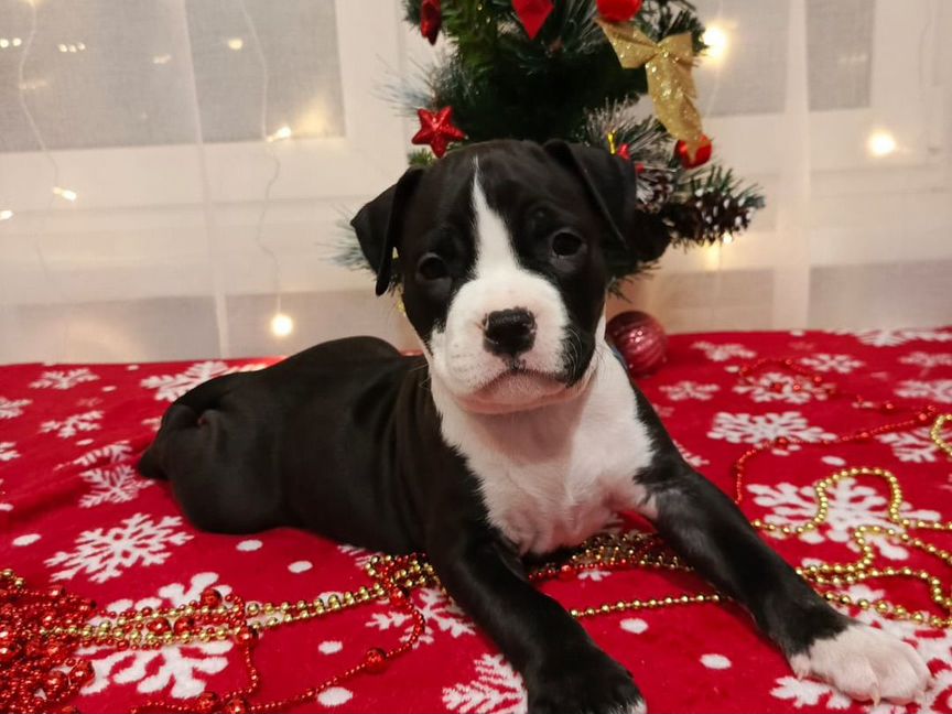 Стаффордширский терьер