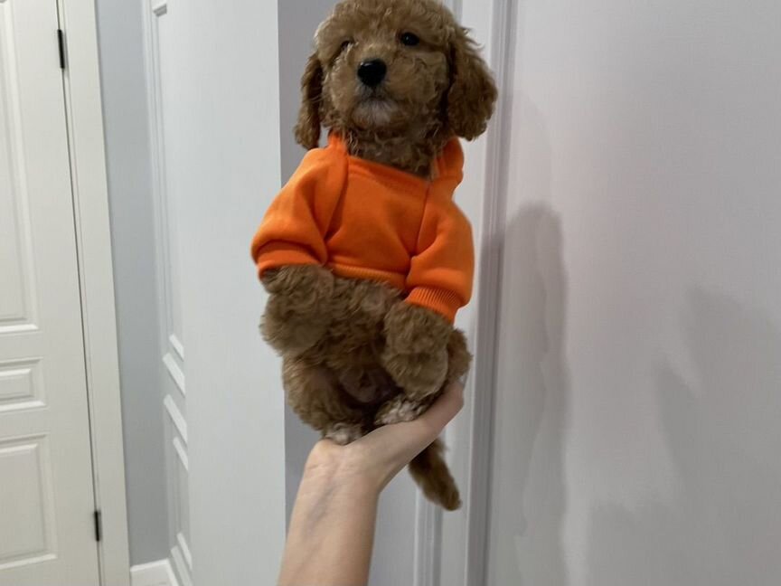 Шткарный той-пудель тедди тип