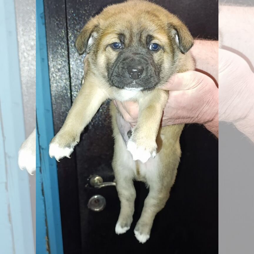 Щенок в добрые руки