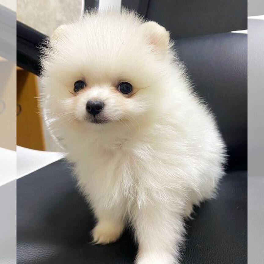 Померанский шпиц, щенок