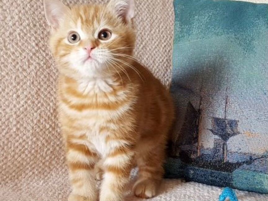 Котята
