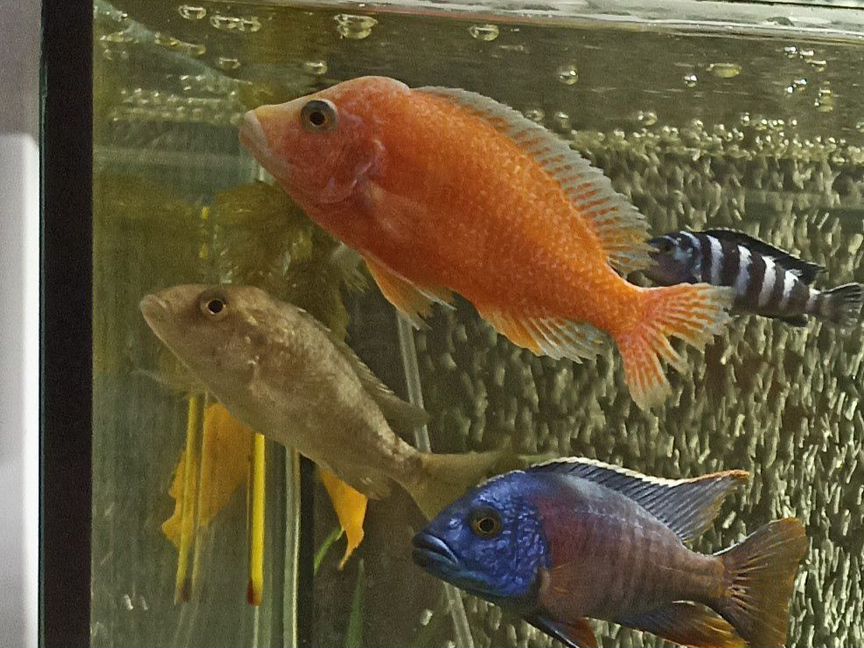 Аквариумные рыбки цихлиды