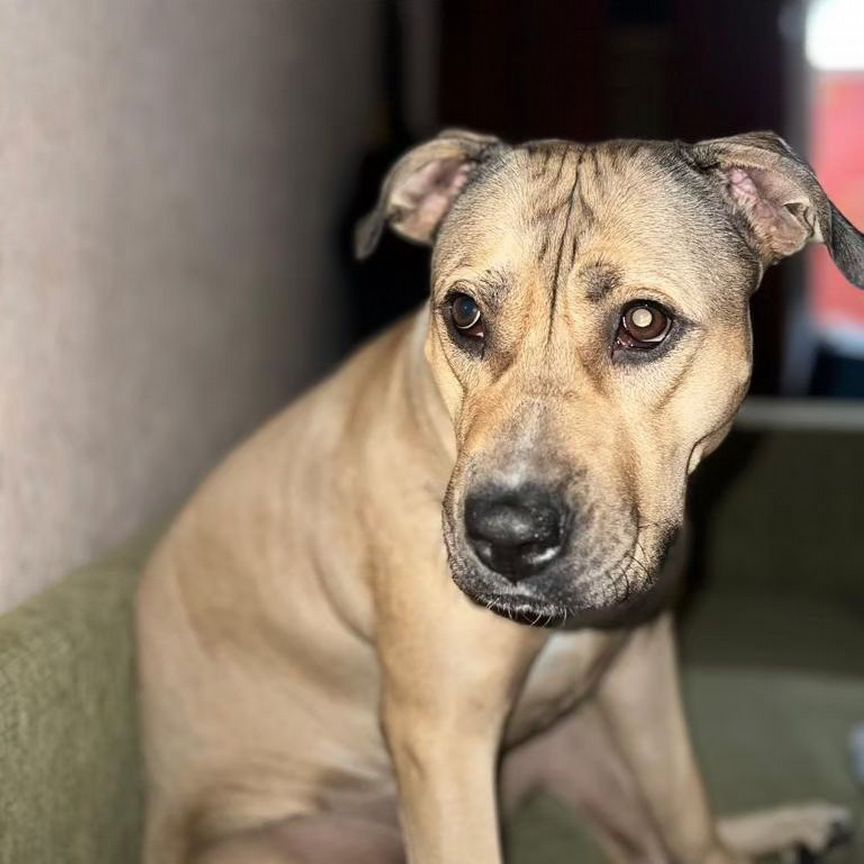 Красивая стаффочка ищет дом