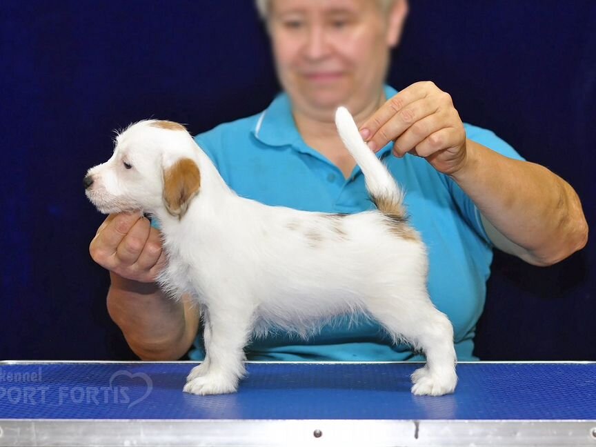 Очаровательная девчонка джек рассел