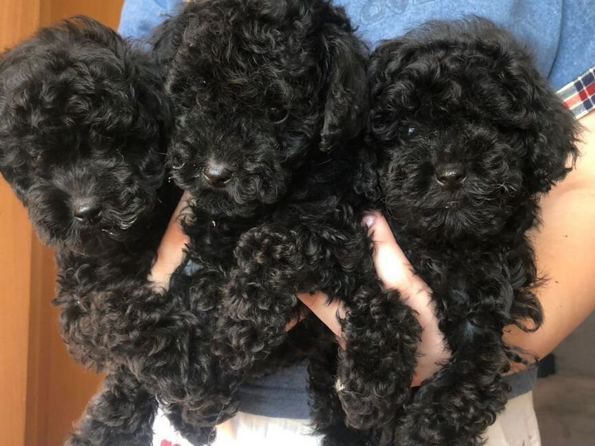 Той-пудель мини