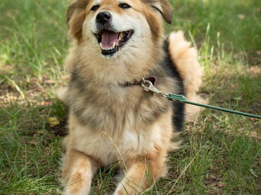 Очаровательная собака в добрые руки