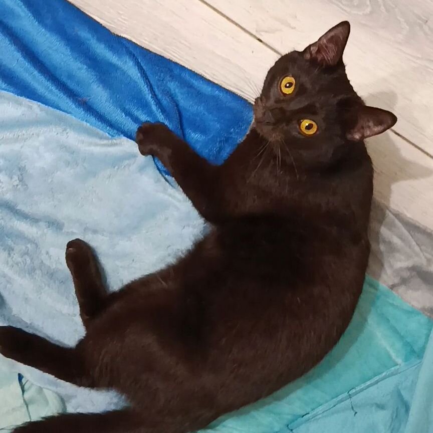 Кот ищет новый дом