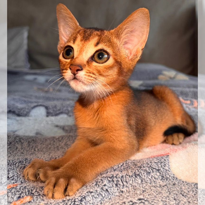 Котенок Абиссинец