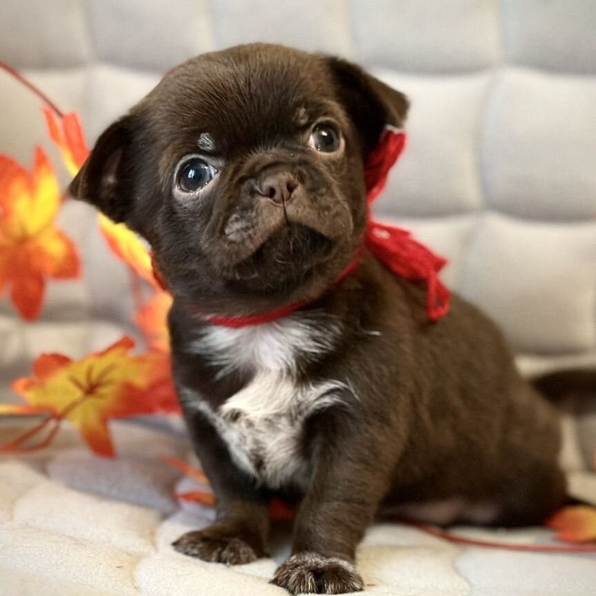 Щенки чихуахуа