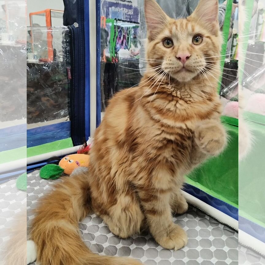Мейн-кун котик