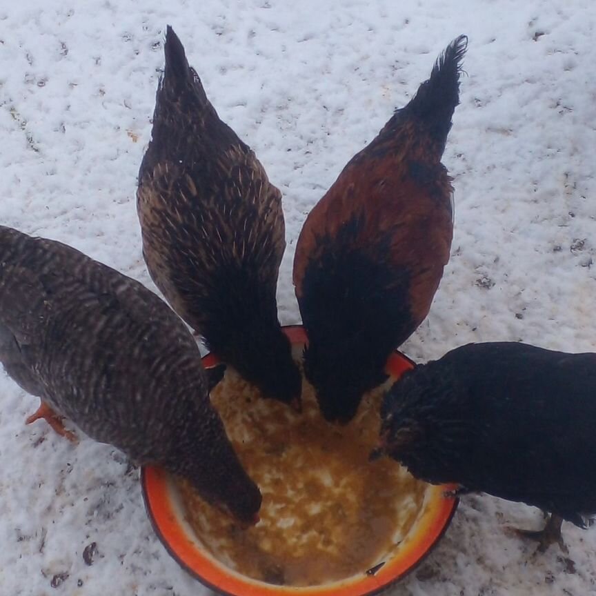 Куры несушки продам