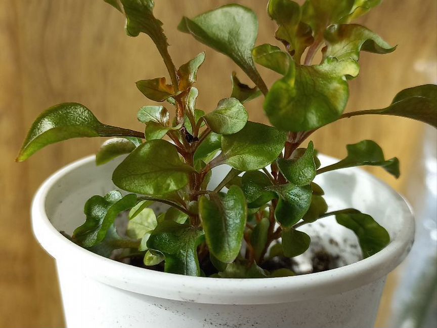 Альтернантера Бетцика