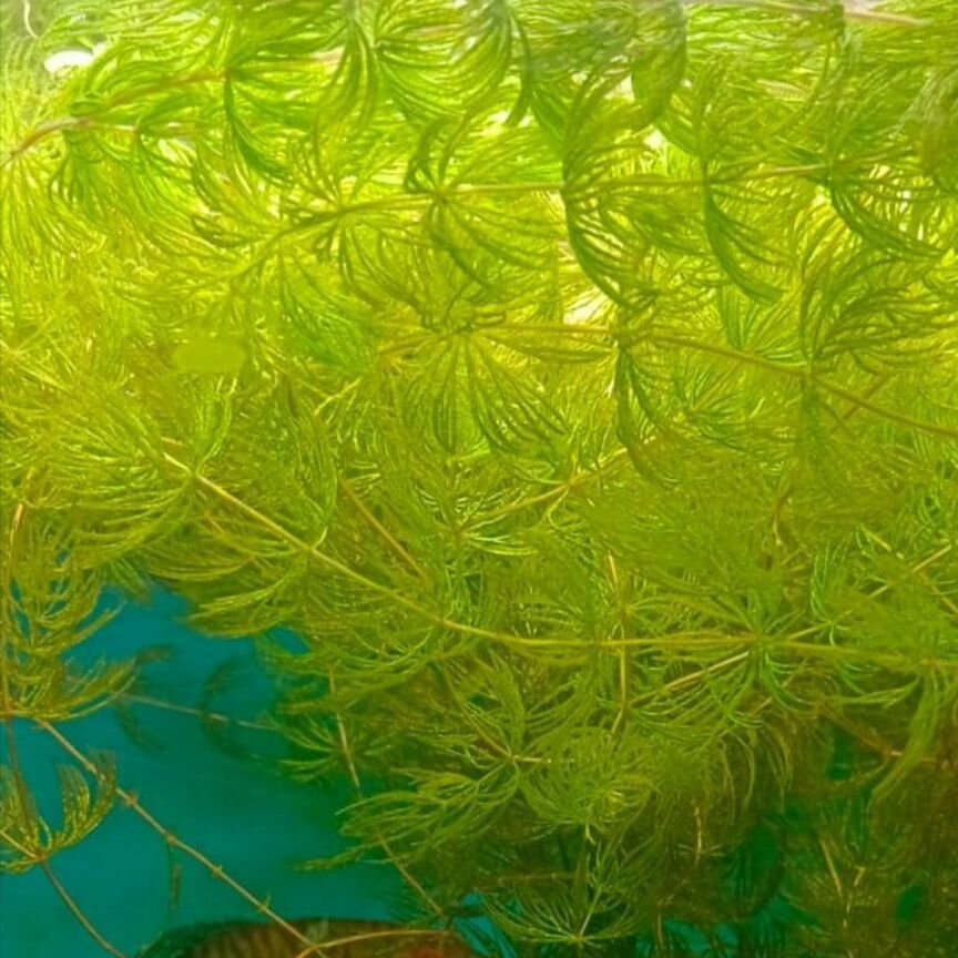 Аквариумное растение