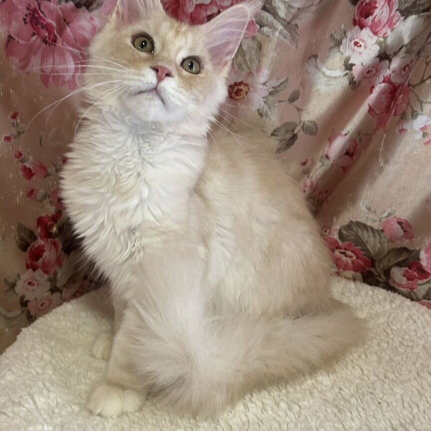 Мейн-кун котёнок