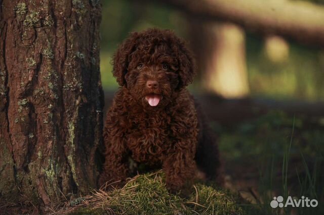 Испанская водяная собака