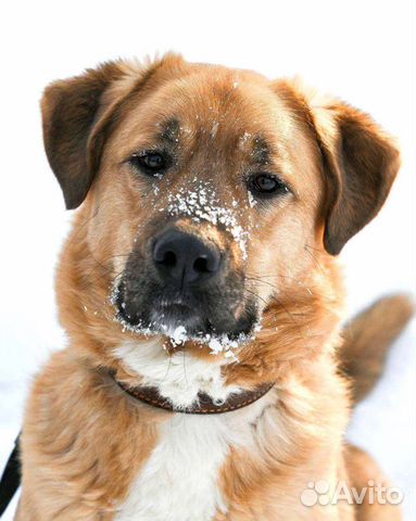 Роскошный Принц с Печальными глазами